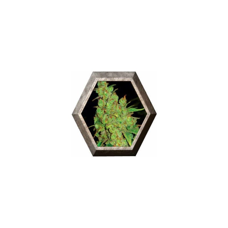1024 3 semillas Medical Seeds 1024 3 semillas Medical Seeds